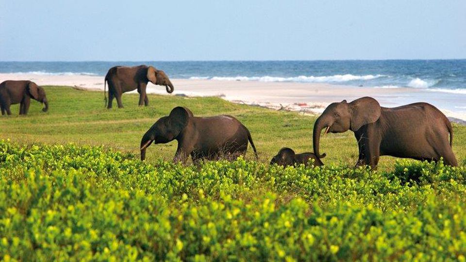 Gabun Reise - Entdecken Sie das unberührte Naturparadies | itravel.de