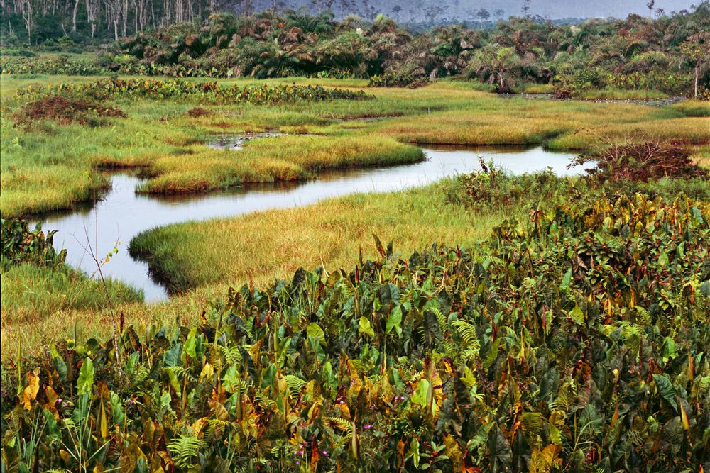 Gabun Reise - Entdecken Sie das unberührte Naturparadies | itravel.de