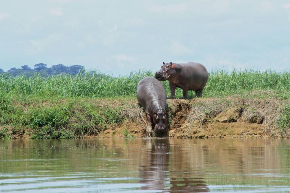 Gabun Reise - Entdecken Sie das unberührte Naturparadies | itravel.de