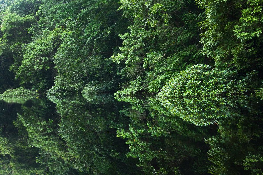 Gabun Reise - Entdecken Sie das unberührte Naturparadies | itravel.de
