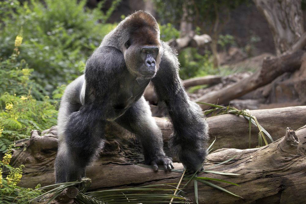 Gabun Reise - Entdecken Sie das unberührte Naturparadies | itravel.de