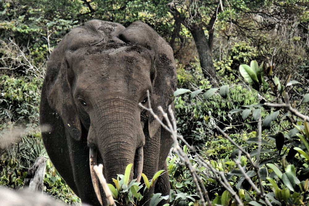 Gabun Reise - Entdecken Sie das unberührte Naturparadies | itravel.de