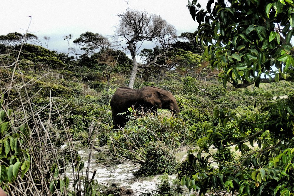 Gabun Reise - Entdecken Sie das unberührte Naturparadies | itravel.de