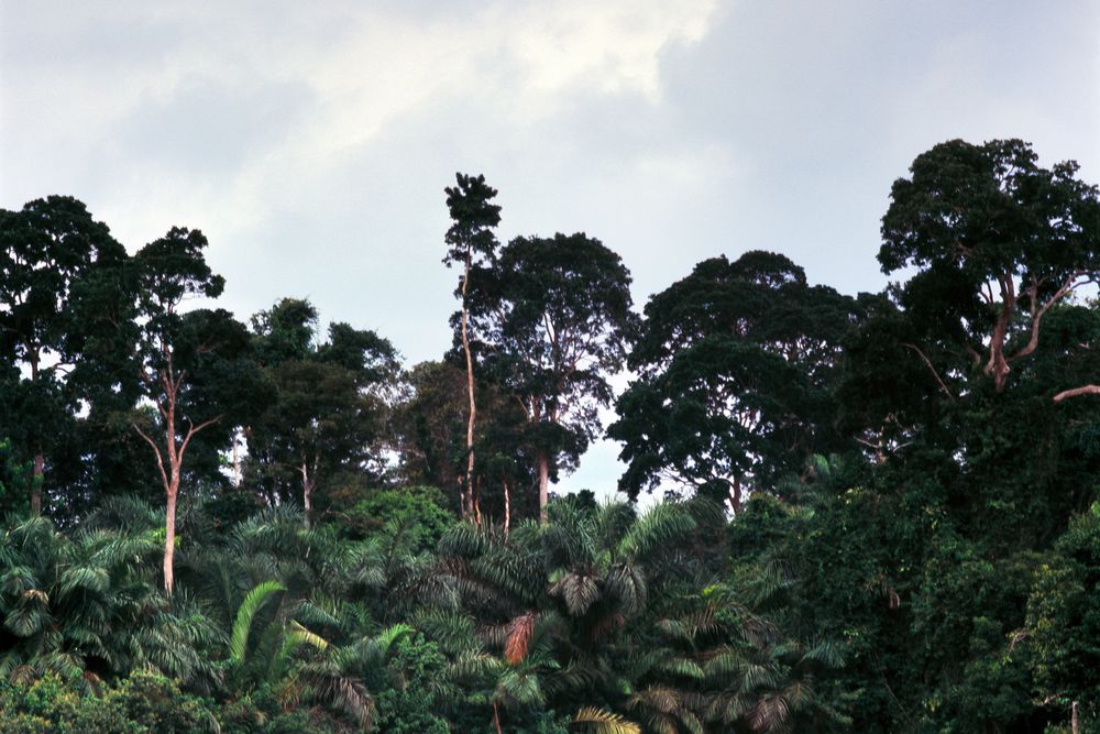 Gabun Reise - Entdecken Sie das unberührte Naturparadies | itravel.de